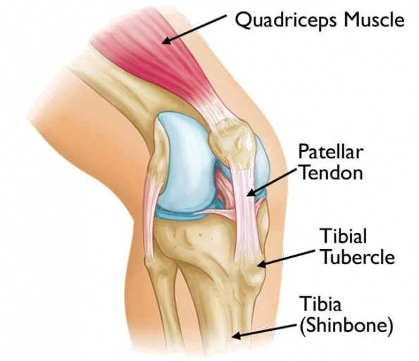 Knee cap growth store